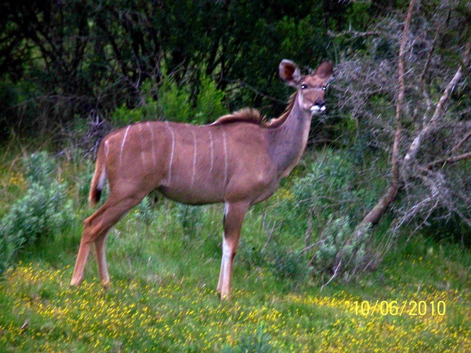 Grace and Ken's World Adventure: South Africa - Kariega Game Reserve