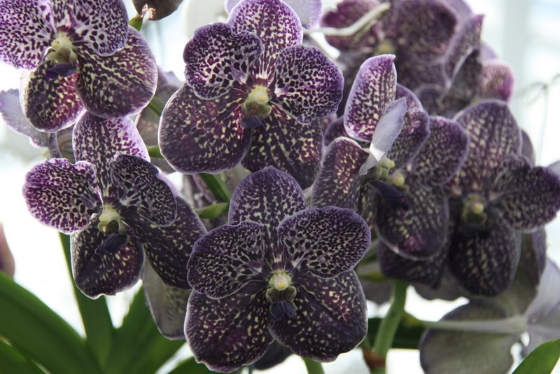 Visit to The Vanda Orchid Grower Anco