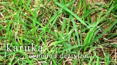 scienceworld 2: Medicinal Plant