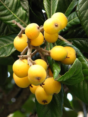 Cinco Quartos de Laranja: Nêsperas ou magnórios