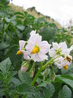 hasil bumi tani: Kandungan pada Kentang