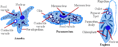 BIOBUZZ: Protists for Dummies