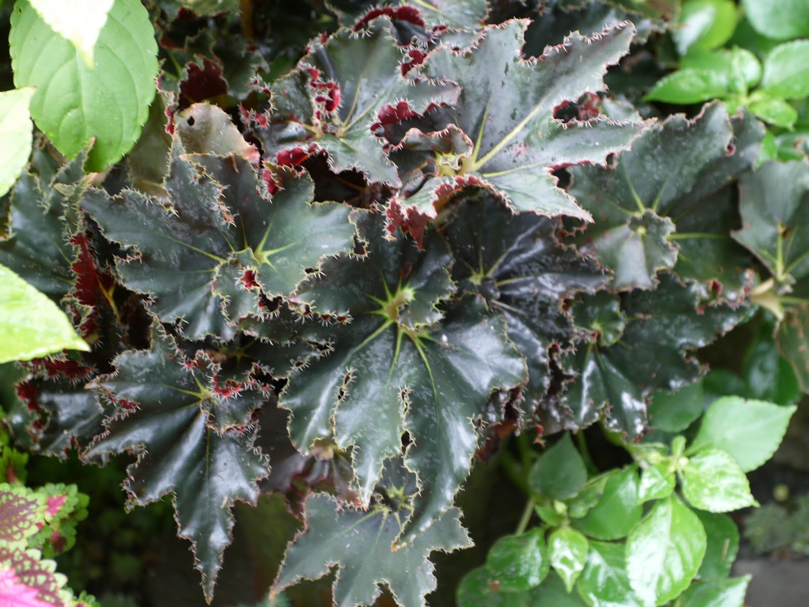 The Cornwallville Gardens: Kitchen Container Gardens