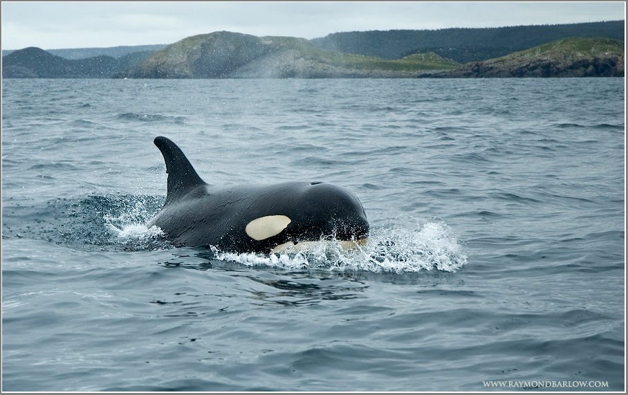 Raymond Barlow Photography: Newfoundland Orca pod take down a Minke Whale!