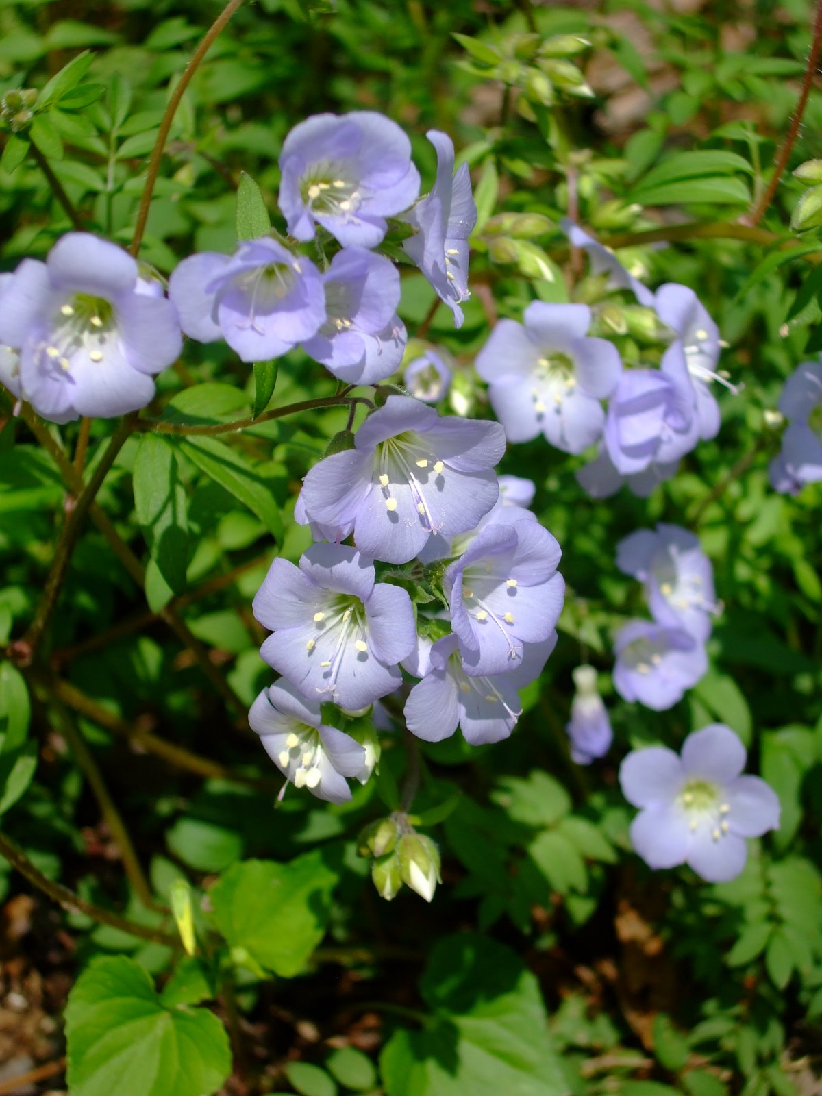 Overton Park Musings: Old Forest Wildflowers