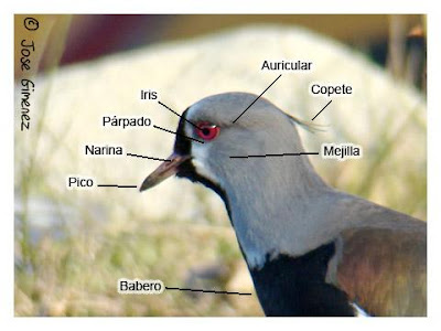 Observando aves en Bariloche y sus alrededores: Las Partes de un Ave