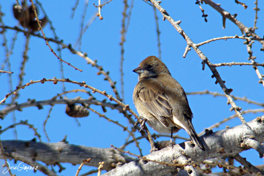 Observando aves en Bariloche y sus alrededores: La Diuca (Diuca diuca)