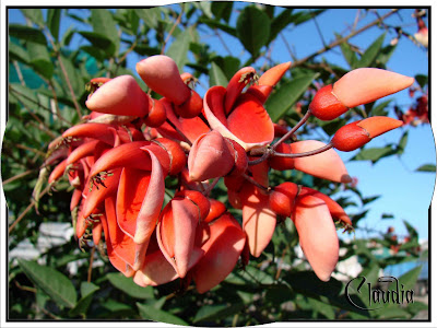 EL JARDIN DE CLAUDIA: EL CEIBO - FLOR NACIONAL ARGENTINA