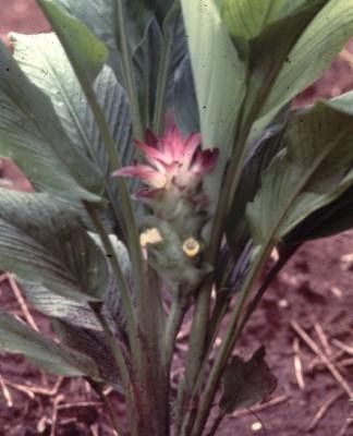 Temu hitam (Curcuma aeruginosa Roxb)myherbsweblog-medicineplant