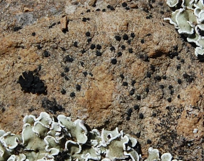 VERTILÍQUENS: Perla de Segre - La Móra Comdal. Solsonès