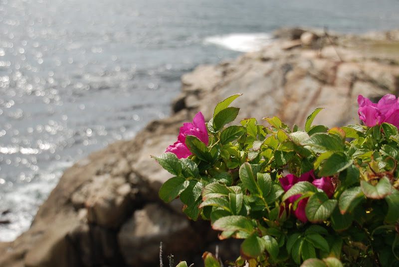 Norsk Nettfoto: Mitt Sommerbilde - Sørlandsidyll