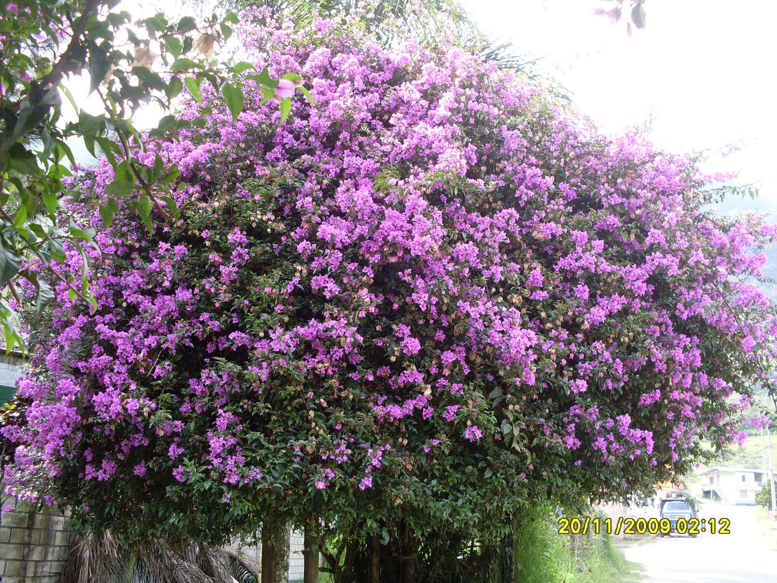 VERANERA