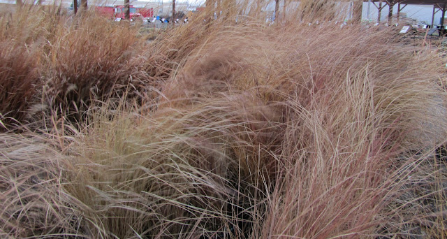 Gatsbys Gardens: Nov 17, 2010