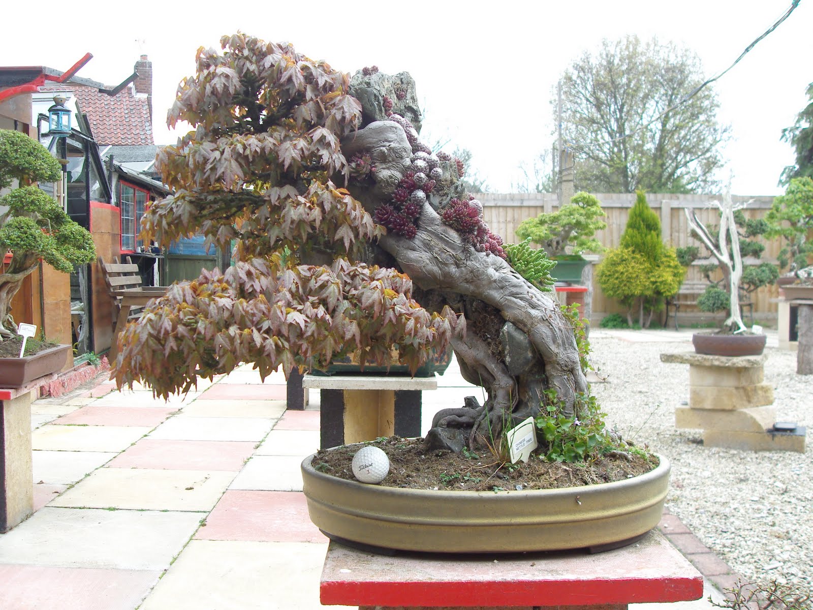 Graham's Bonsai: Trident Maple root over rock