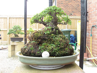 Graham's Bonsai: chinese elm root over rock