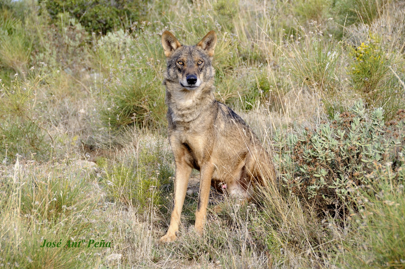 el blog del profe: Lobo ibérico
