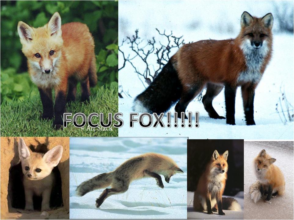 Focus Fox Log: April 2010