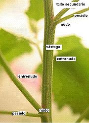 Dani_Infomaterial: EL TALLO