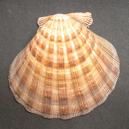 Blue Starr Gallery: Making A Shell Basket