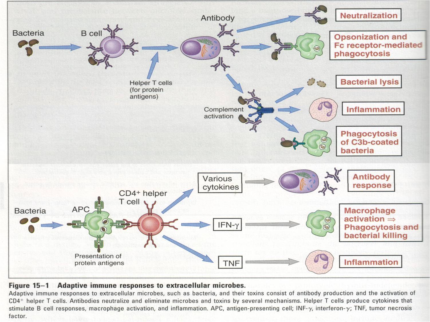 So Lovely.. (Thrissy's heart & mind..): Adaptive immunity response to ...
