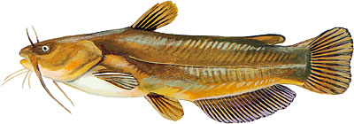The Rasch Outdoor Chronicles: Monsterous 5-Pound Yellow Bullhead ...
