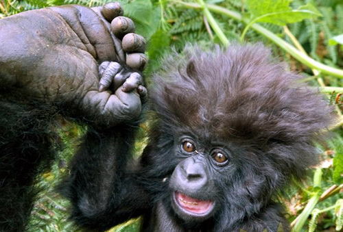 El mono feo - Imagui