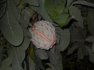 Educativo.com.mx: El Papause de San Francisco Ixhuatán, Oaxaca, México