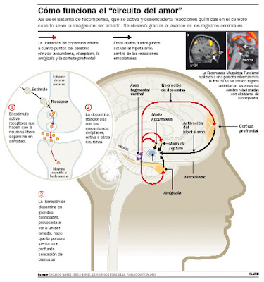 Neurogenesis: Semillero de Aprendizaje e Investigacion: Circuitos y ...