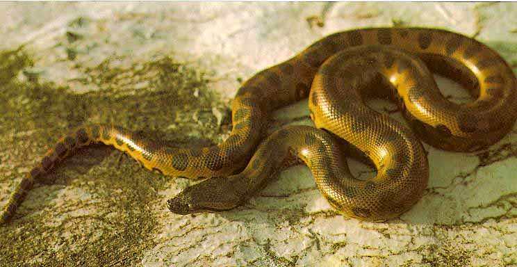 MES MISSIONS ET SEJOURS EN GUYANE: FAUNE DE LA GUYANE