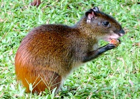 MES MISSIONS ET SEJOURS EN GUYANE: FAUNE DE LA GUYANE