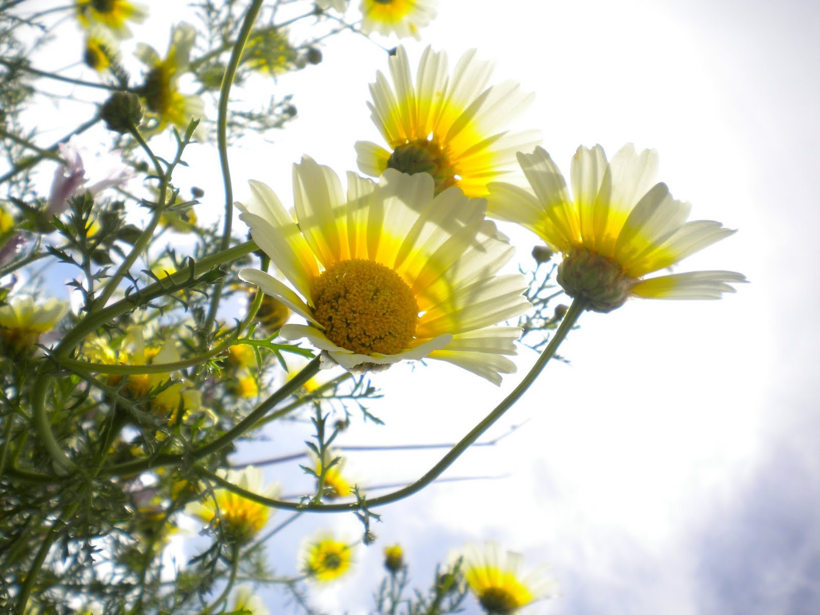 mahesephotos: Malmequeres