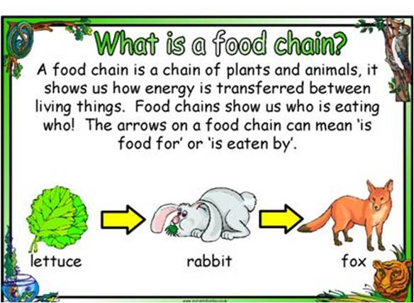 sciencekids: What Is Food Chains