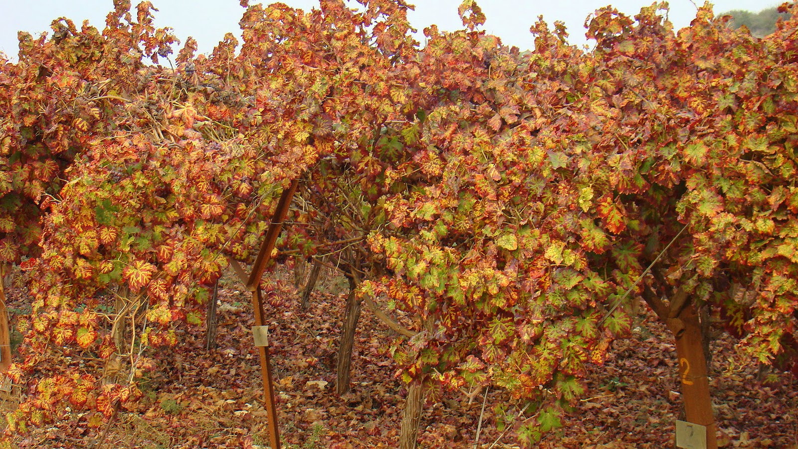 PazzaPazza: AUTUMN COLORS IN ISRAEL - HUMBLE BUT BEAUTIFUL