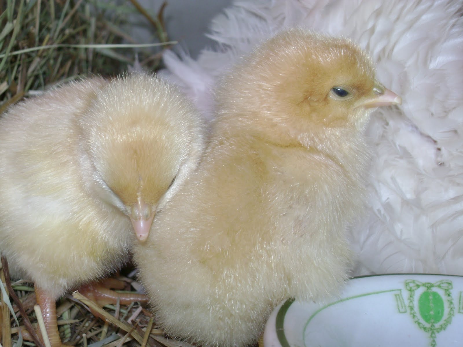 Spinners End Farm: The Story of the Little White Hen