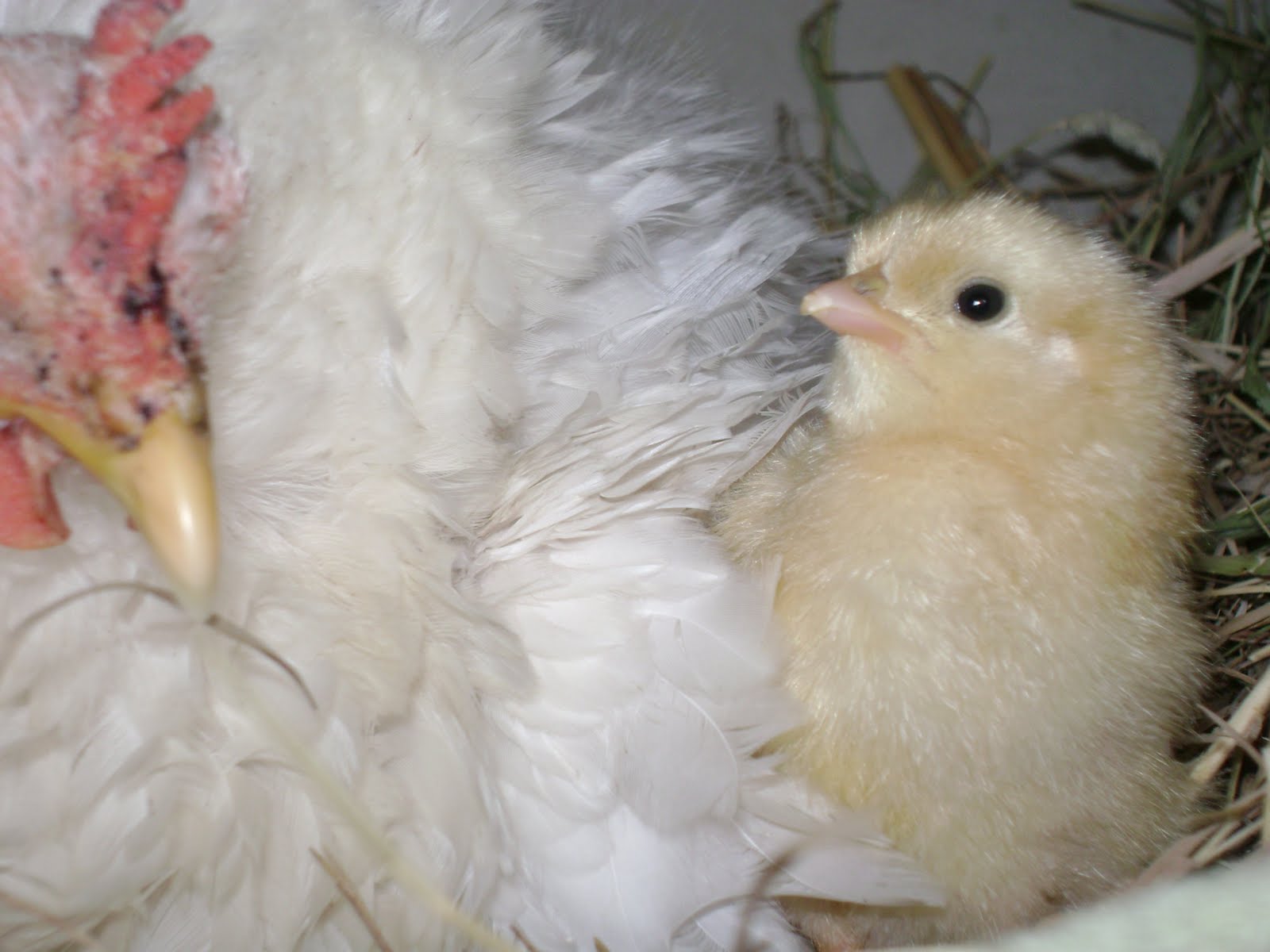 Spinners End Farm: The Story of the Little White Hen