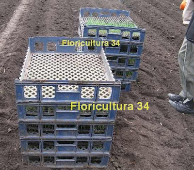 Floricultura 34: Mar del Plata y la Actividad Hortícola
