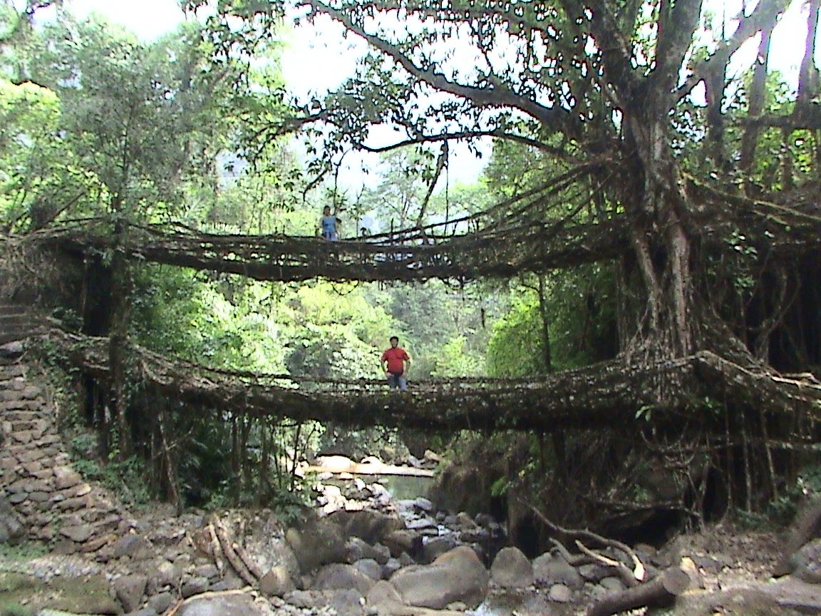 My Nomadic Days: Living root bridge - Bio-engineering at its best