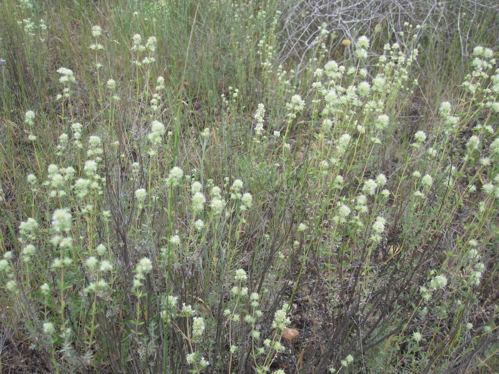 BLOG NATURALEZA Y MEDIOAMBIENTE