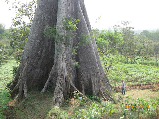 We love Our Bangladesh: Silk Cotton Tree -Shimul Ful/Shimul Tular Gash