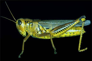 Animal Guts: Virtual Grasshopper Dissection