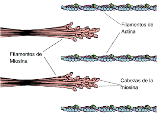 Miosina Tipo V; Miosina V