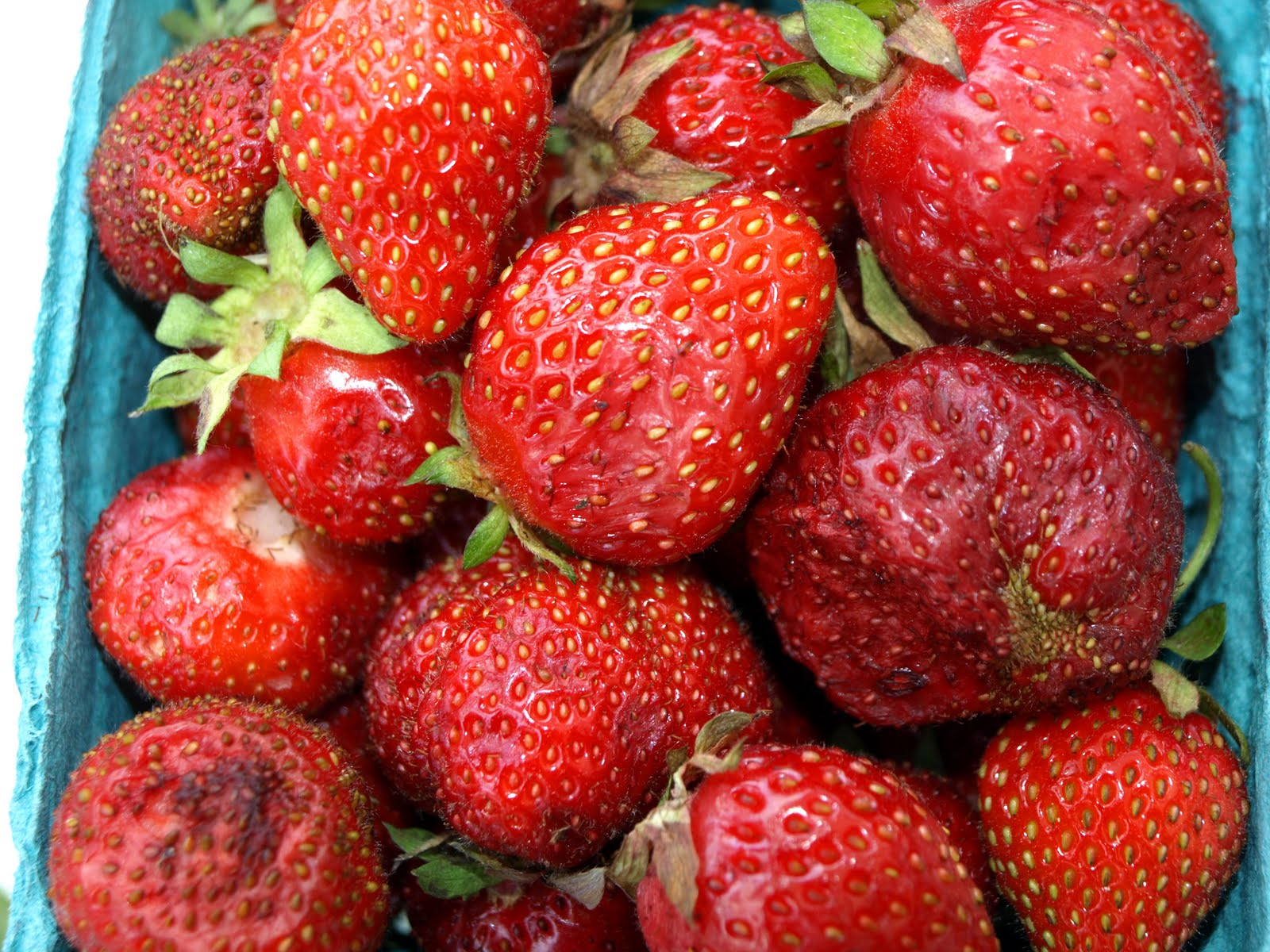 Photos: June 2010 at the Greenmarket