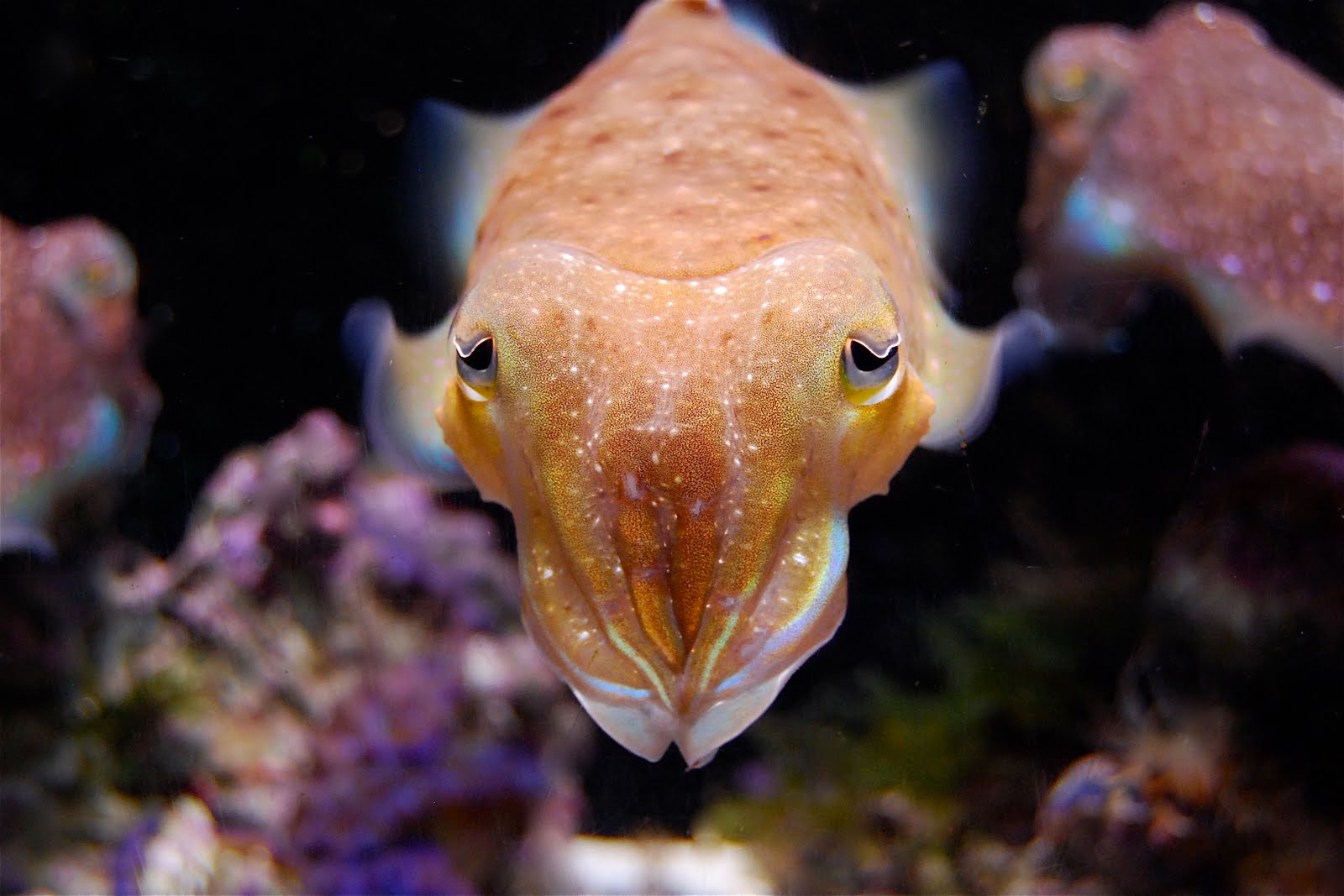 Genki Gaijin Girl: JET Calendar 2011