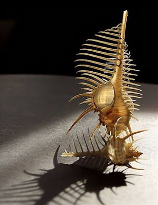 Events and Gossips: Collection of very strange shells