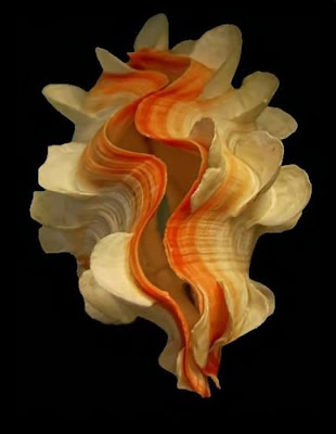 Events and Gossips: Collection of very strange shells