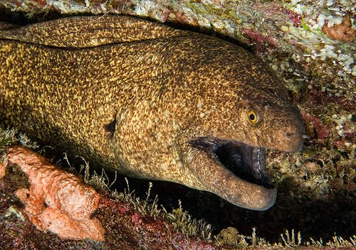 hawaiianlife: The Eel – “Puhi” – pronounced “Poo – Hee”