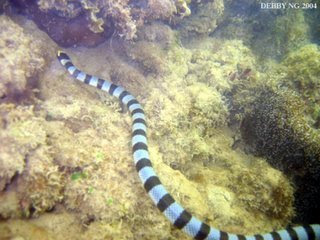 BeNzzZ(¯`•¸•´¯): Hydrophiidae