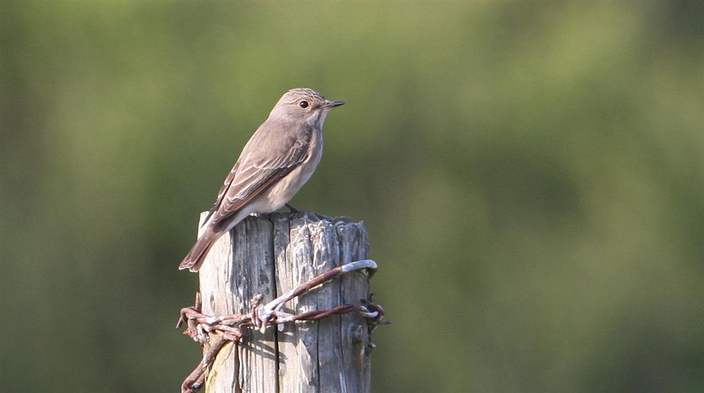 Bardsey's Wildlife: May 2010