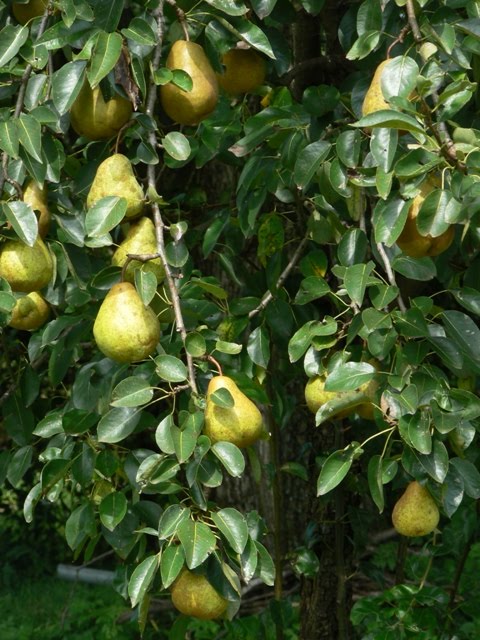 Dulceata de Pere cu Nuci