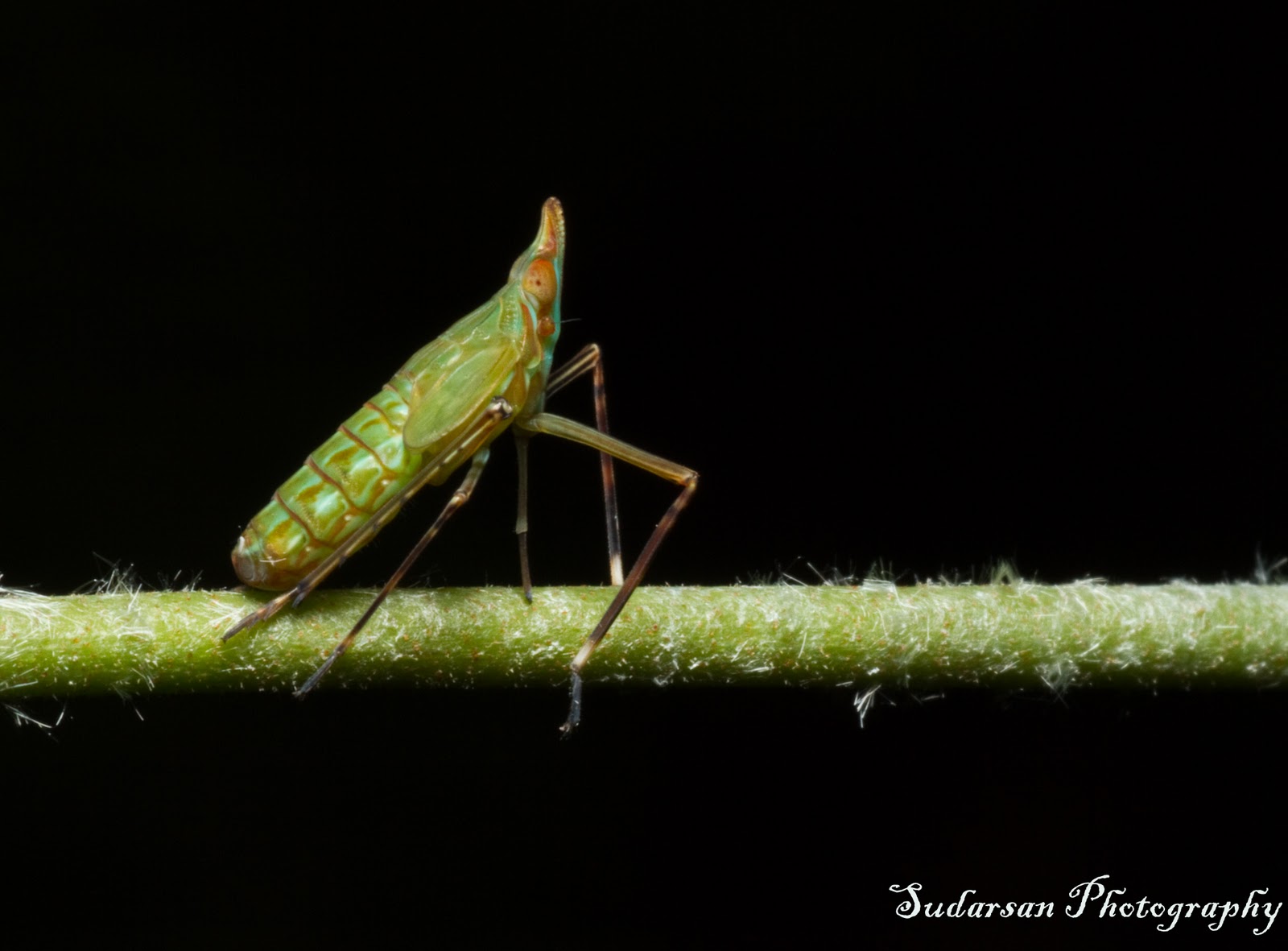 The Magnified World of Macro Photography | Sudarsan's Photo Journey